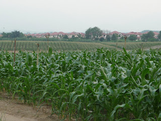 Space: corn tree at Kuala Kuang