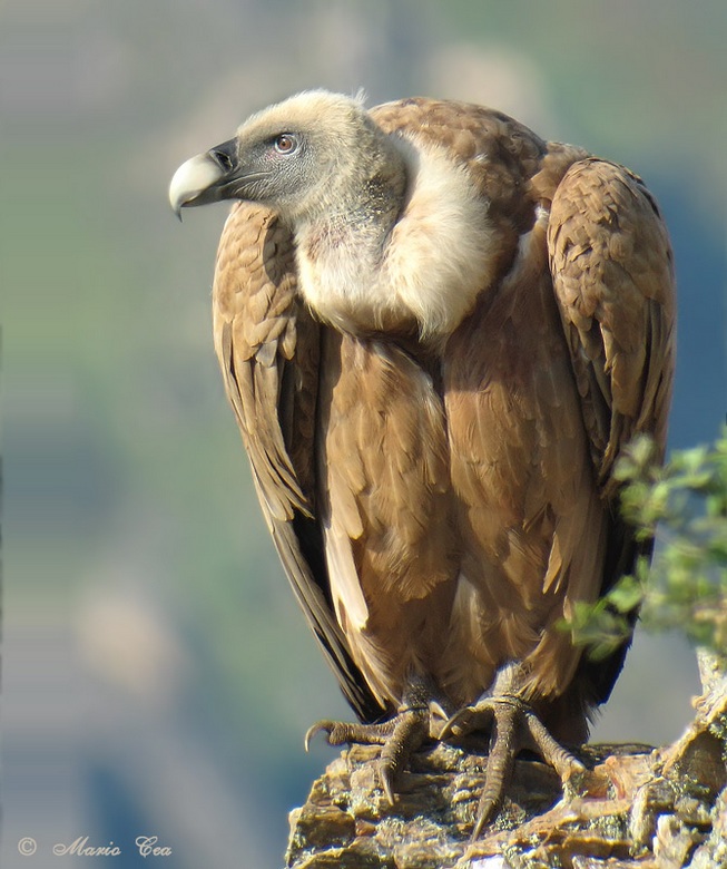 Observación de aves en el campo