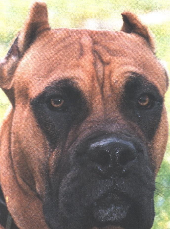 amigorottweiler: perro alano español