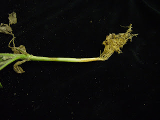 CSU Extension Greenhouse & Nursery Diagnostics: Pythium root rots of ...