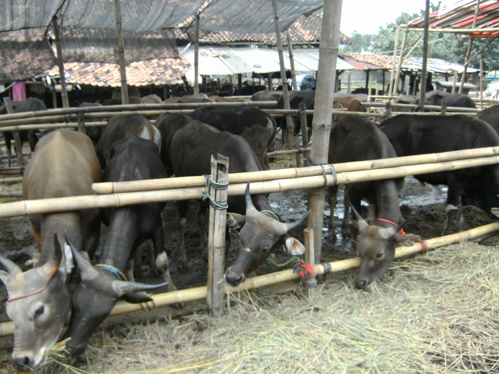 JUAL SAPI BALI