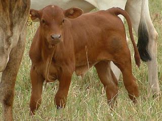 |Crosses senepol red holstein| |senepol holstein cross|