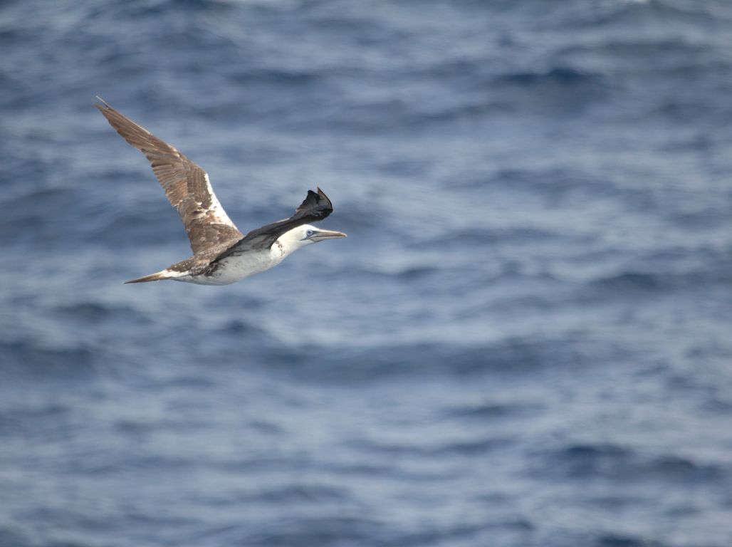 Miradas Cantábricas: Cetáceos y aves marinas desde el ferry