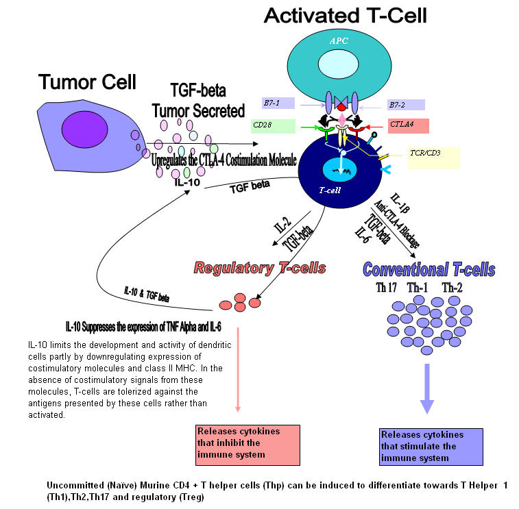 Melanoma_Missionary: Helper T Cell (Th17) Guides Killer Cells to ...
