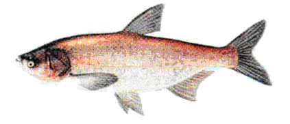 Pasiunea Pescuitului: Specii de pesti