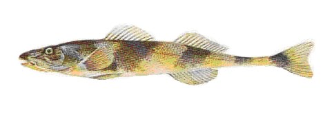 Pasiunea Pescuitului: Specii de pesti