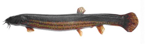 Pasiunea Pescuitului: Specii de pesti