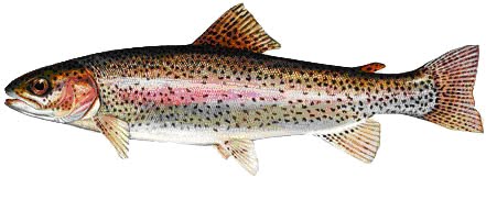 Pasiunea Pescuitului: Specii de pesti