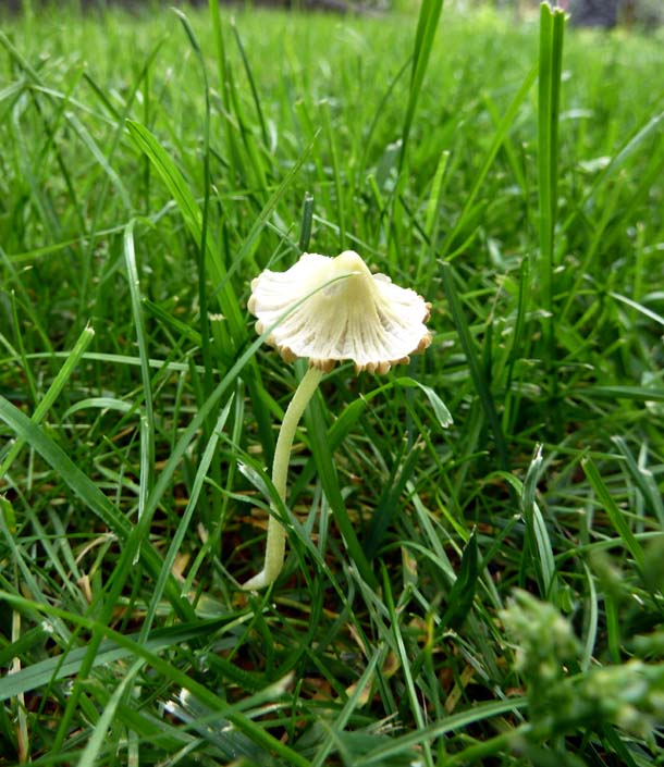 Tankar om och från min trädgård.: Blooming friday - 'Pytteliten'