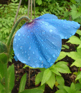 Tankar om och från min trädgård.: Bergvallmosläktet – Meconopsis.