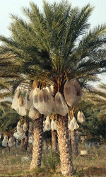 Koleksi Gambar Pohon Aren | Koleksi Foto dan Gambar