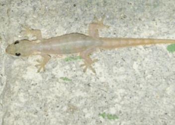 Sabias que!!??: Las CUIJAS