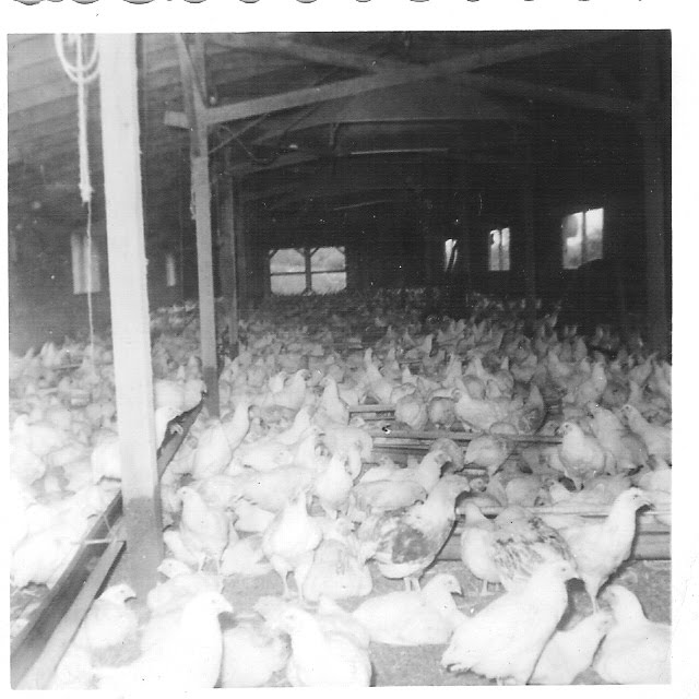 STORIES FROM THE N.C. MOUNTAINS: CHICKEN FARMING IN THE 60'S