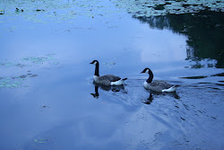 Wood Trekker: Ciappa M6 and X-Caliber Survival Rifle/Shotgun Combo ...