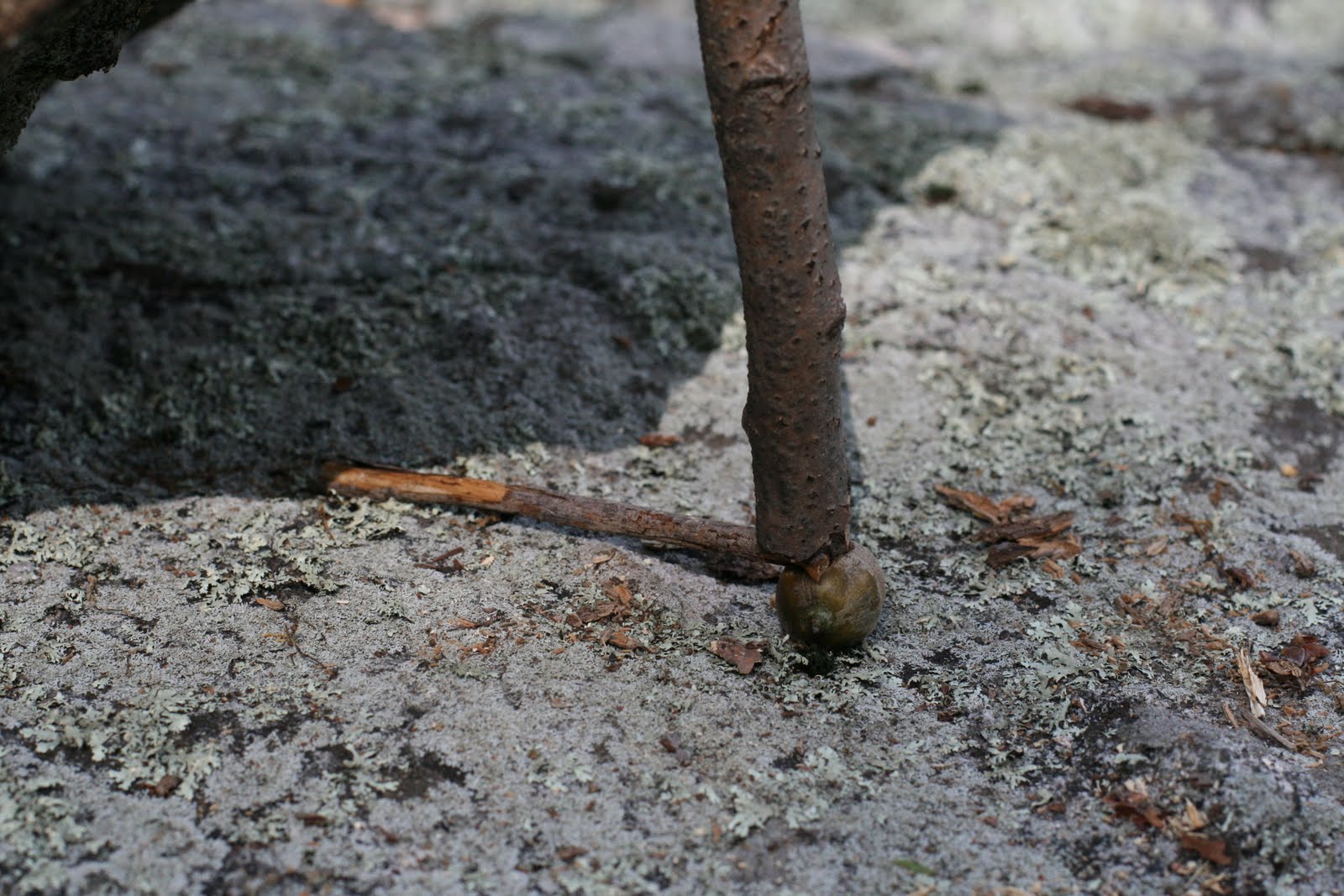 Wood Trekker: No Knife Deadfall Trap