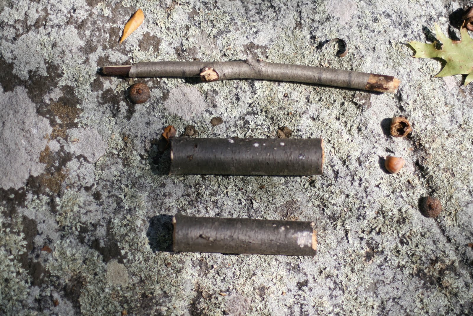 Wood Trekker: Split Stick Deadfall Trap