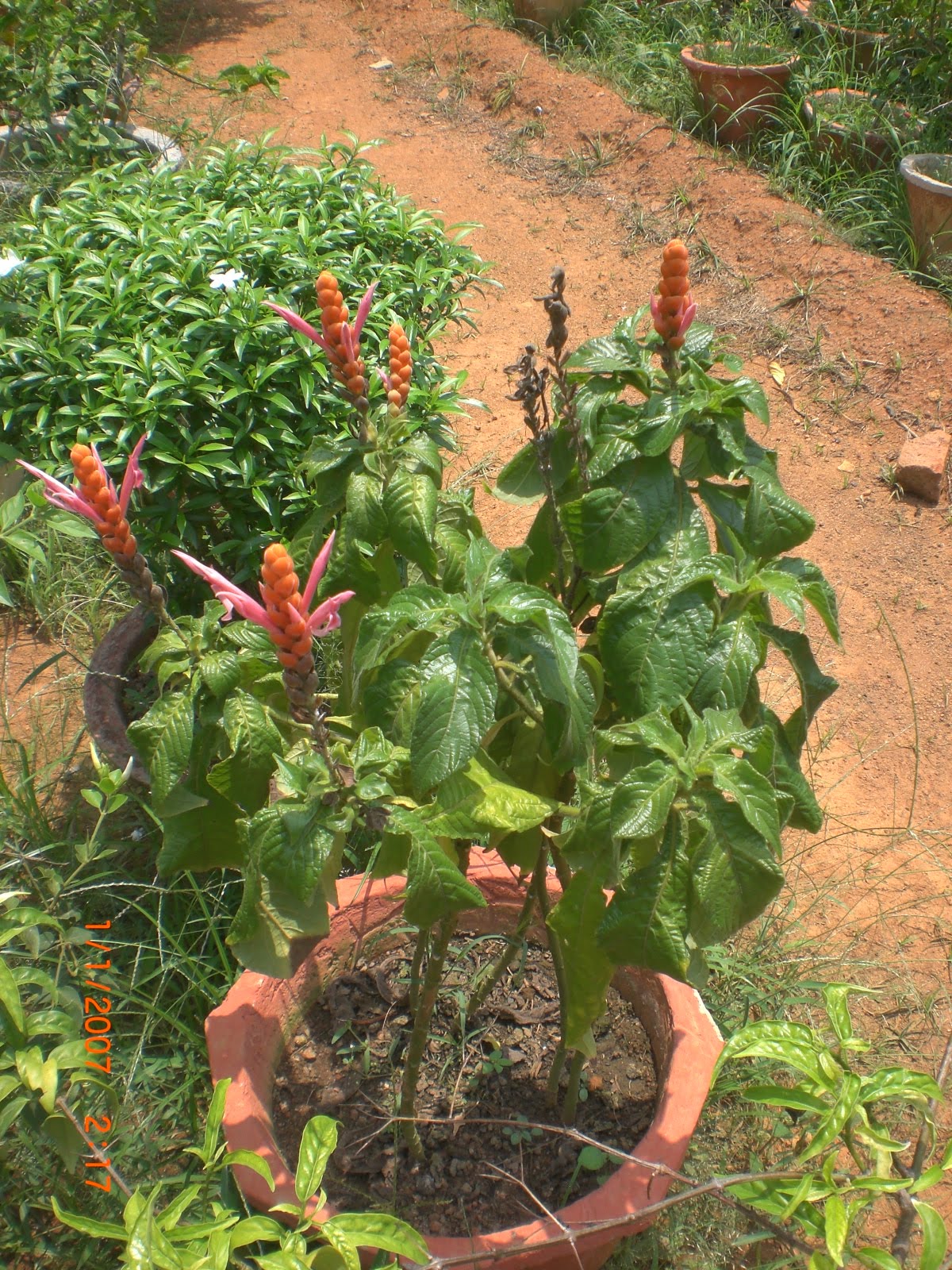 Crotons World: Jacobina - Buy Plants in Chennai - India