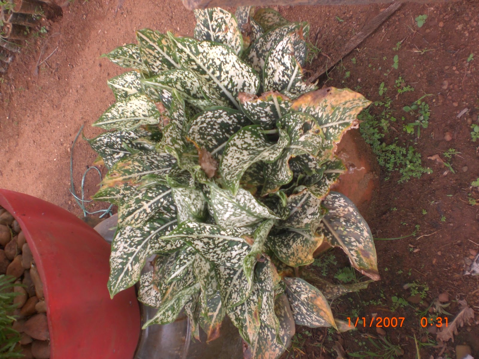 Crotons World: Marantha Plants - Buy Plants in Chennai - India