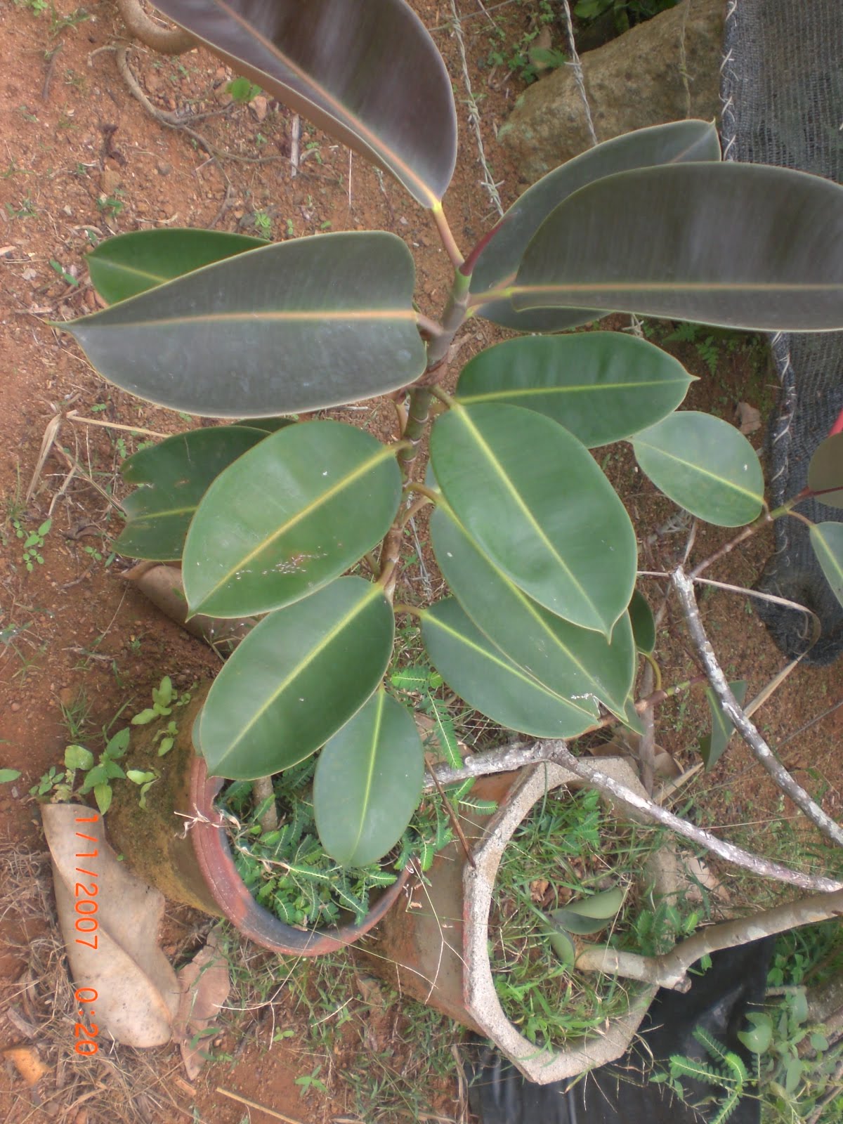 Crotons World: Ficus Black plant
