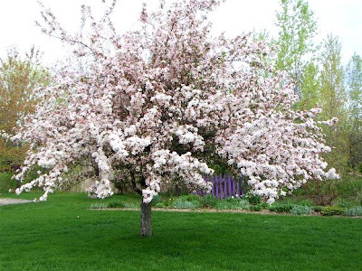 GirlzDecorate: Blooming Tree in May
