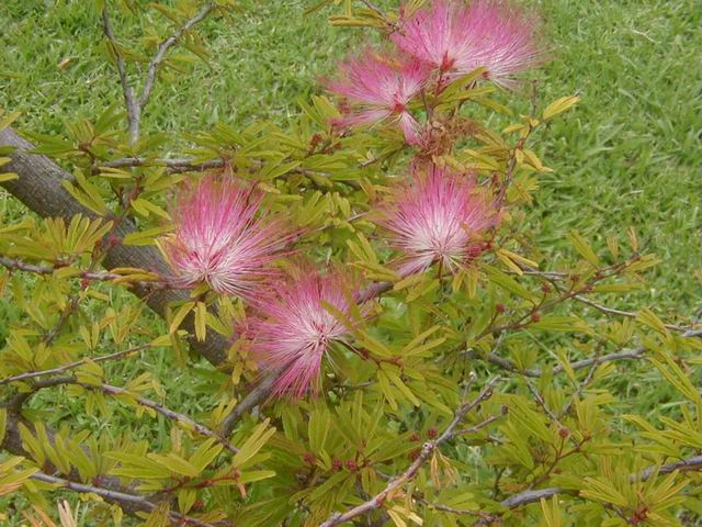 O CULTIVO A VIDA: Caliandra ou Calliandra tweedii