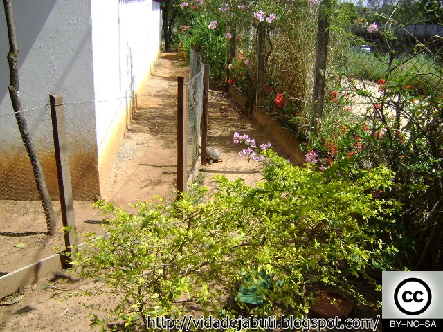 Vida de Jabuti:: 2010