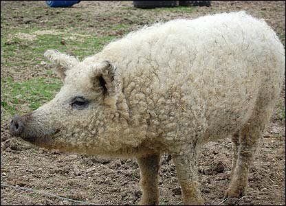 A Fine Line: Wooly Pigs and Pretty Shawls!