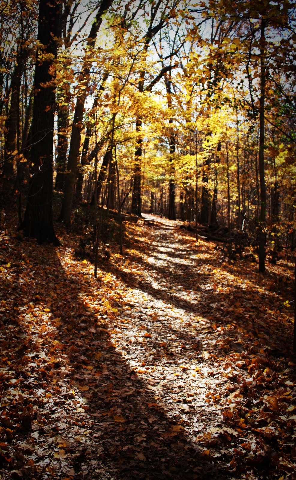 erin's art and gardens: tree shadow path...
