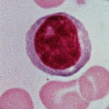 ImmunoTrends: T lymphocyte family at a glance