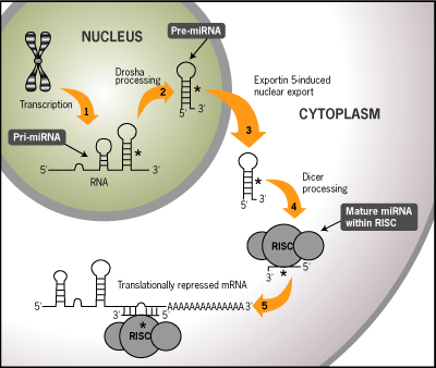 ImmunoTrends: MicroRNAs and Immunity