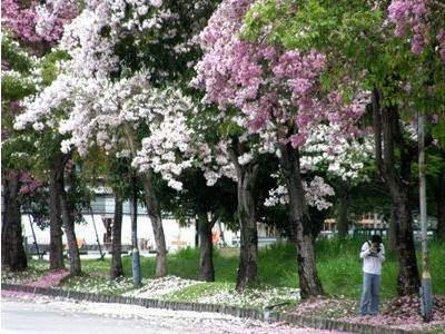 Postcards From Malaysia: Cherry Blossom