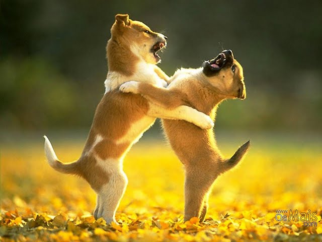 Imagens que falam por si: Cachorrinhos lindos