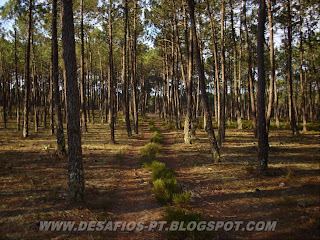 Percursos Pedestres: Trilho da floresta - Ovar