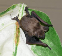 Chirp & Chatter: Bat Family In Rehab