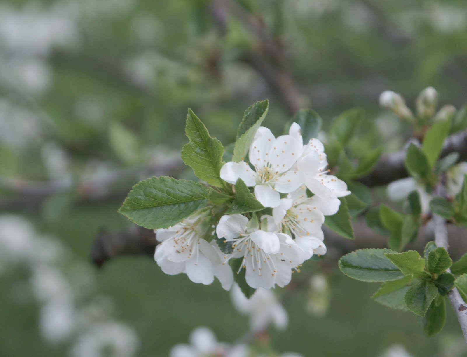 greens and jeans: Fruit Trees in Bloom