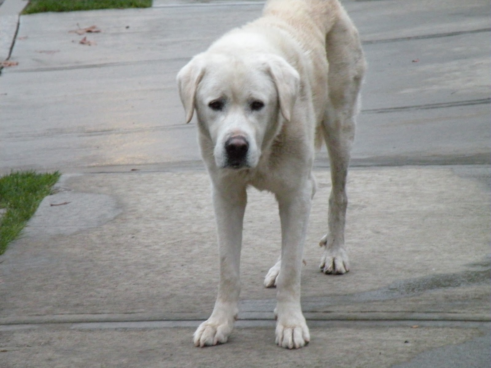 The Doomed Dogs Rescue Club: Stoner