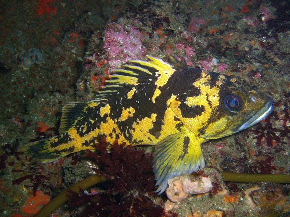 CUPÚN!: Charles Darwin: el amarillo y negro como elementos centrales en ...