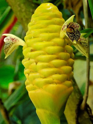 Genetic Jungle: Deceptive petals: 7 orchid mimics