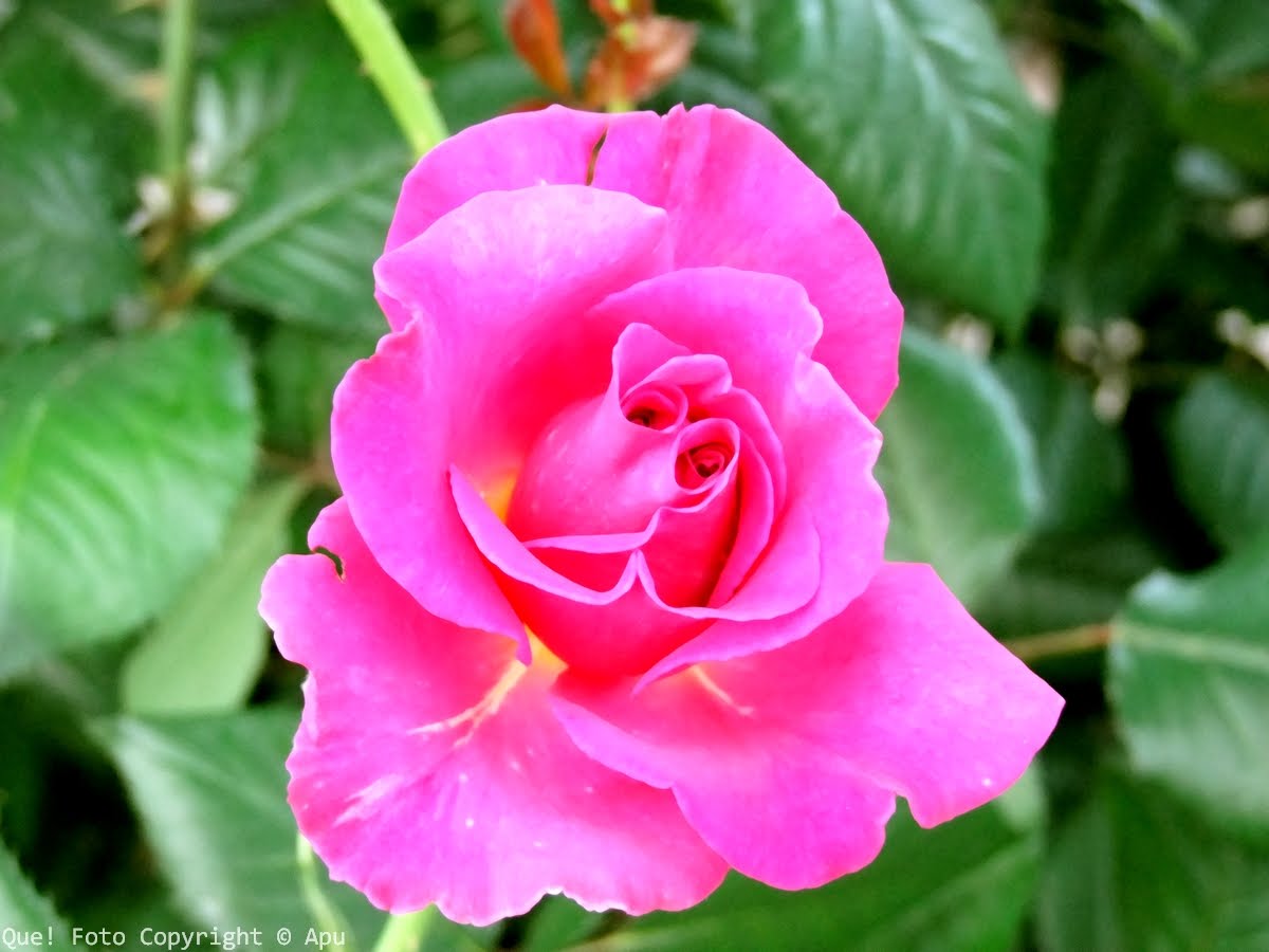 APU Barcelona VeoDigital : abril 2010