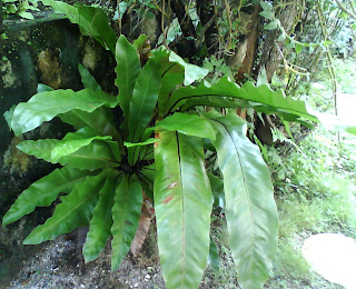 Impiana Iman: Langsuyar