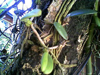 Seri Orkid: Orkid hutan