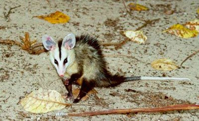 Arquibancada Alvinegra - o blog do torcedor alvinegro: Você conhece o ...