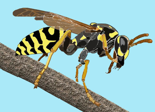 Insects of Kerala: TIGER WASP