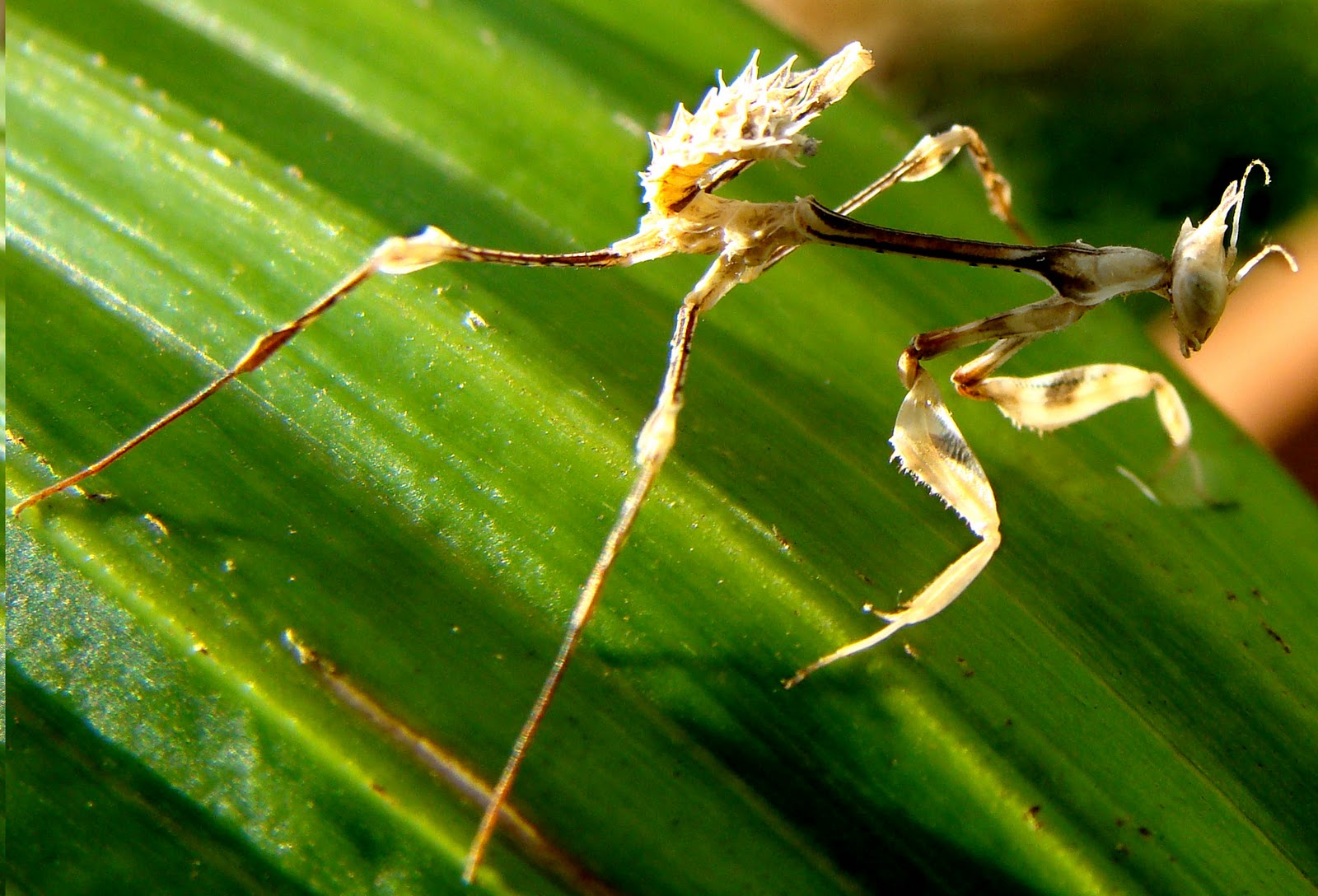 Insects of Kerala: PRAYING MANTIS-2