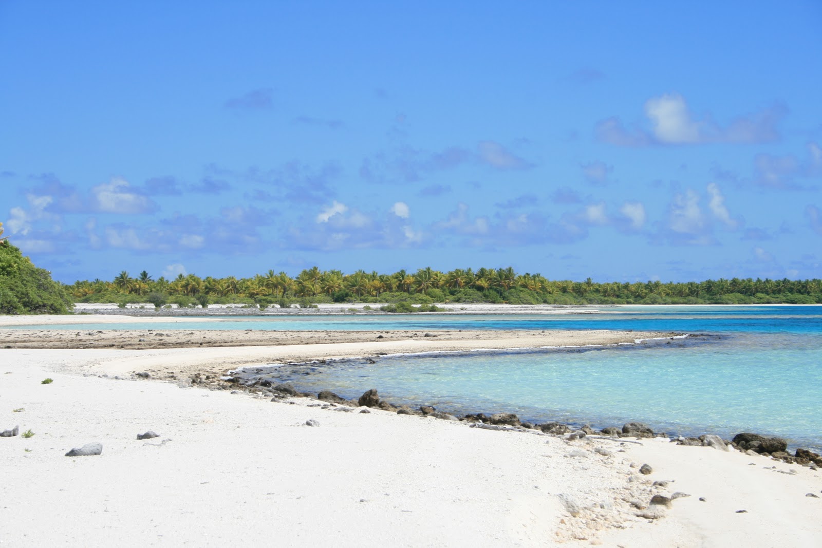 Sarah Lemer, PhD: Genetic diversity and Connectivity of the Black ...