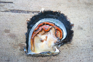 Sarah Lemer, PhD: Funtional genomics : color variation in oyster shell