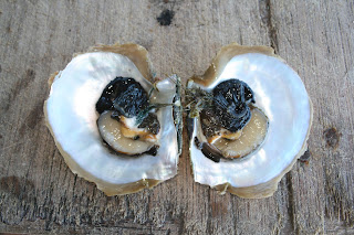 Sarah Lemer, PhD: Funtional genomics : color variation in oyster shell