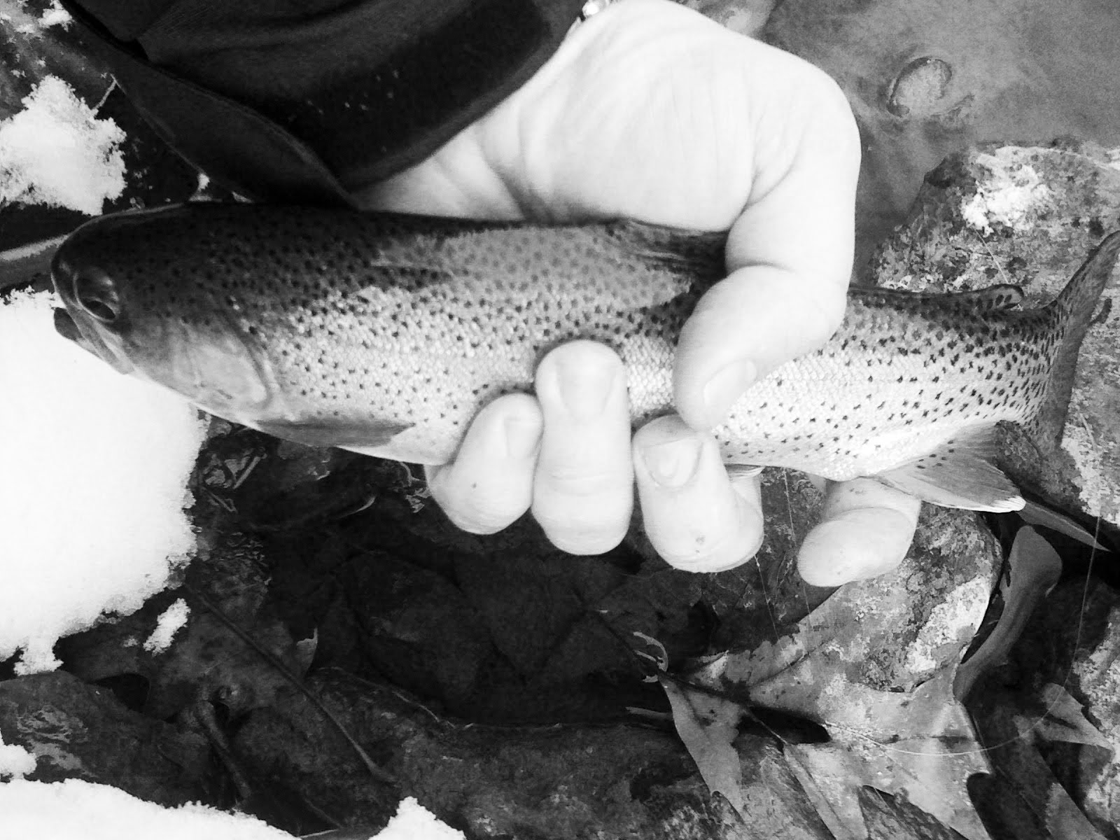 Dub the Thorax: I love elusive snow trout, midges, and typing "not skunked"