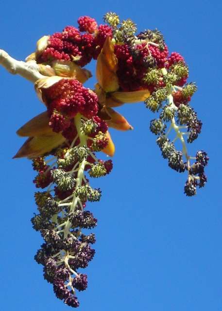 Nature Abhors a Garden: Male Cottonwood