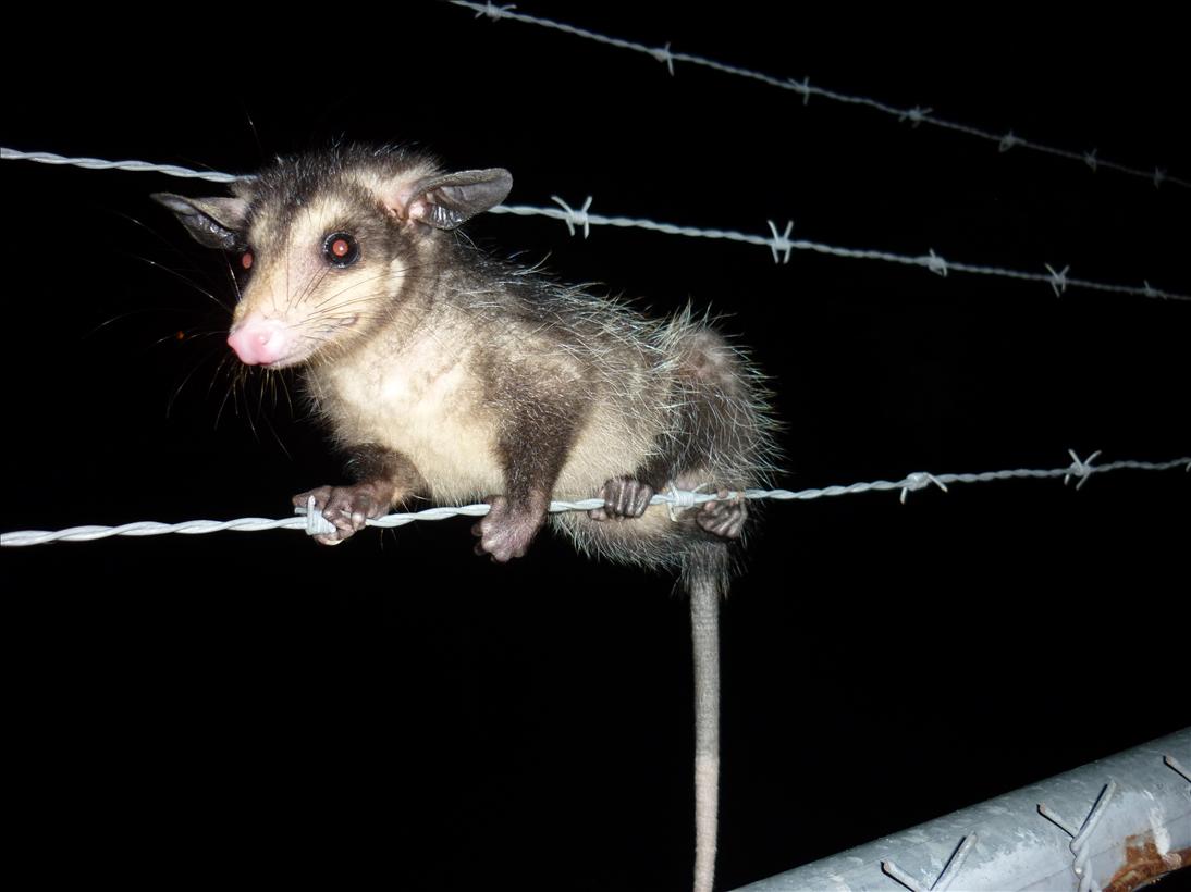 Az Élet Costa Ricán: Kukucs